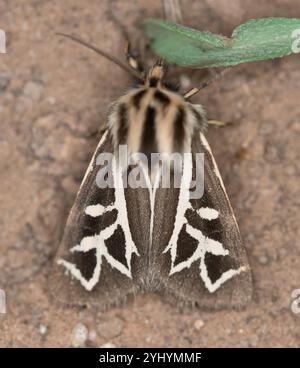 Williams' Tiger Moth (Apantesis williamsii), Insecta, Val Marie No. 17 ...