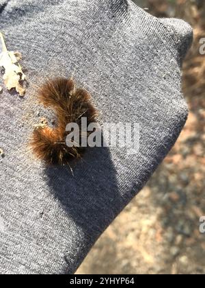 Edwards' Glassy-wing Moth (Pseudohemihyalea edwardsii) Insecta Stock ...