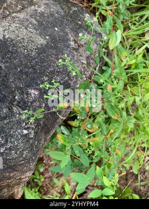 False Flowering Spurge (Euphorbia pubentissima) Plantae Stock Photo - Alamy