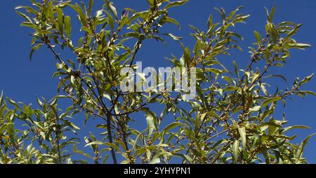 Magic Gwarrie (Euclea divinorum Stock Photo - Alamy