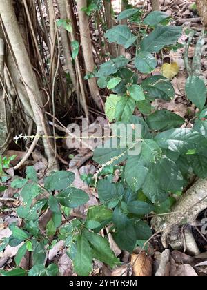Guinea Hen Weed (Petiveria alliacea Stock Photo - Alamy