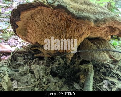 ash-tree bolete (Boletinellus merulioides Stock Photo - Alamy
