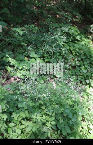 Wood Bedstraw (Galium sylvaticum Stock Photo - Alamy