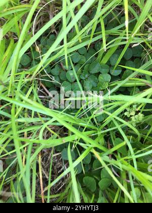 Sand Ticktrefoil (Desmodium lineatum Stock Photo - Alamy