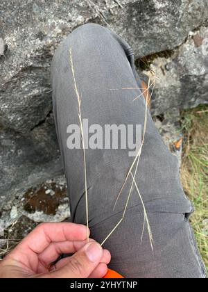rattail sixweeks grass (Festuca myuros Stock Photo - Alamy