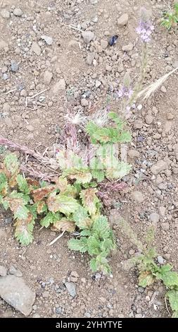 western vervain (Verbena lasiostachys Stock Photo - Alamy