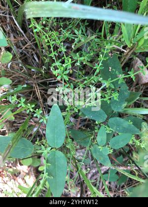 Coastal bedstraw (Galium bermudense Stock Photo - Alamy