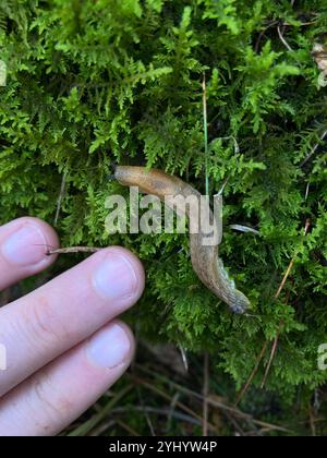 Western Dusky Slug (Arion subfuscus) Mollusca Stock Photo - Alamy