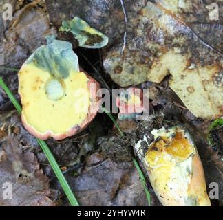Curry Bolete (Boletus sensibilis Stock Photo - Alamy