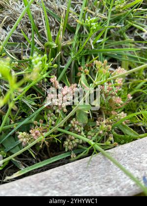 fourleaf manyseed (Polycarpon tetraphyllum Stock Photo - Alamy