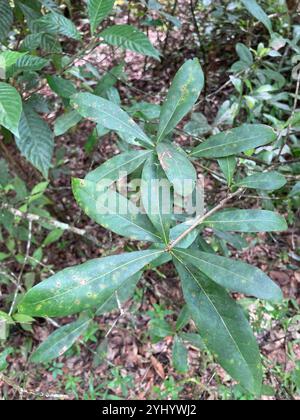 swamp laurel oak (Quercus laurifolia Stock Photo - Alamy