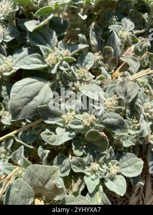 turkey mullein (Croton setiger Stock Photo - Alamy