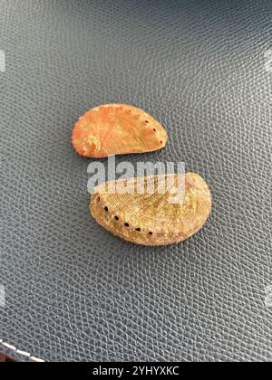 Green Ormer (Haliotis tuberculata Stock Photo - Alamy