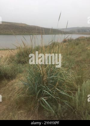 Great Basin Wildrye (Leymus cinereus Stock Photo - Alamy