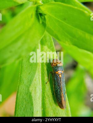 A Broad-headed Sharpshooter (Oncometopia orbona) perches on the end of ...