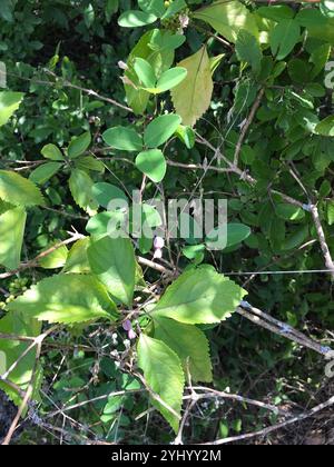 eastern milk-pea (Galactia regularis Stock Photo - Alamy