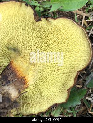ash-tree bolete (Boletinellus merulioides Stock Photo - Alamy
