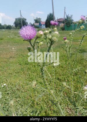 Broad-winged Thistle (Carduus acanthoides Stock Photo - Alamy