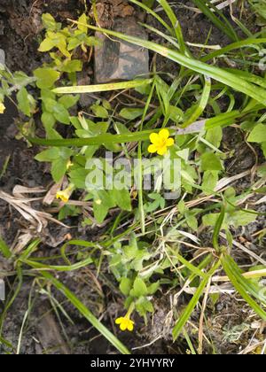 musk monkeyflower (Erythranthe moschata Stock Photo - Alamy