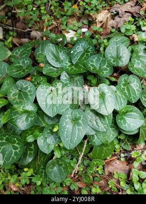 little heartleaf (Asarum minus Stock Photo - Alamy
