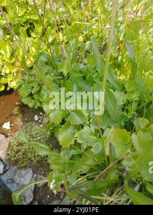 Brook Saxifrage (Micranthes odontoloma Stock Photo - Alamy