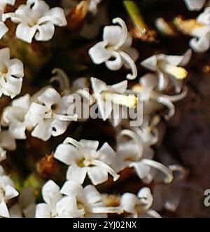 Foxy Slangbos (Stoebe alopecuroides Stock Photo - Alamy