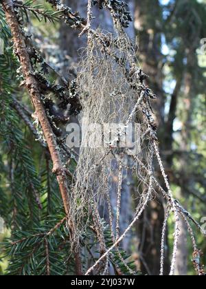 Pale-footed Horsehair Lichen (Bryoria fuscescens Stock Photo - Alamy