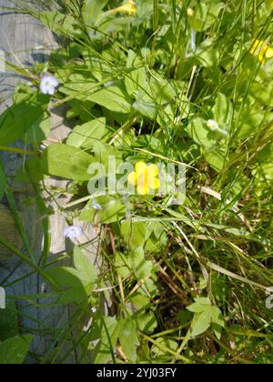 musk monkeyflower (Erythranthe moschata Stock Photo - Alamy