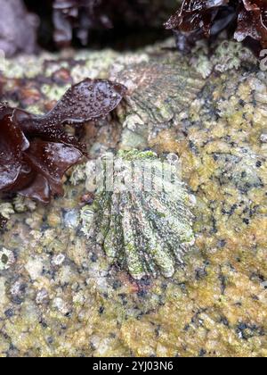 True Limpets (Patellogastropoda Stock Photo - Alamy