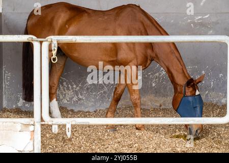 This ground-level close-up captures the stable life of a horse Stock ...