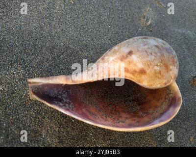 True Fig Shell (Ficus variegata Stock Photo - Alamy