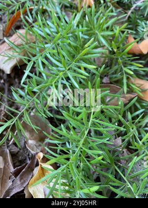 African Asparagus (Asparagus aethiopicus Stock Photo - Alamy