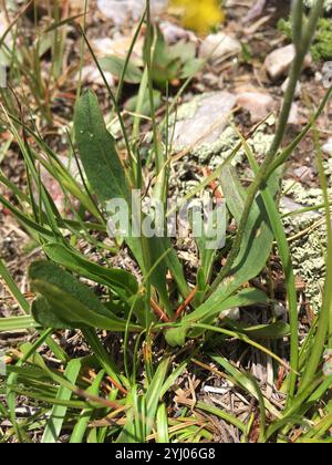alpine hawkweed (Pilosella tristis Stock Photo - Alamy
