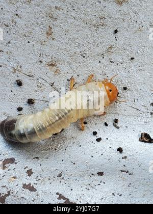 Hermit Flower Beetle (Osmoderma eremicola Stock Photo - Alamy