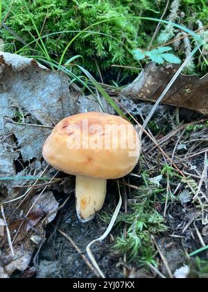 Weeping Milk Cap (Lactifluus volemus) Fungi Stock Photo - Alamy