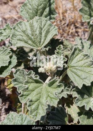 alkali mallow (Malvella leprosa Stock Photo - Alamy