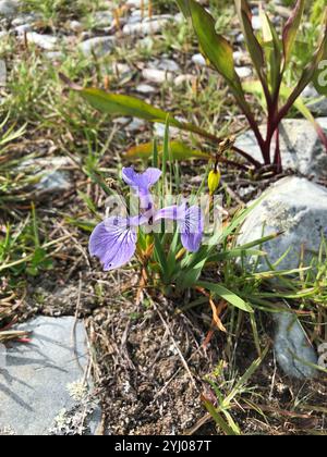 beach-head iris (Iris hookeri Stock Photo - Alamy