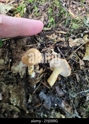 depressed hedgehog (Hydnum umbilicatum Stock Photo - Alamy