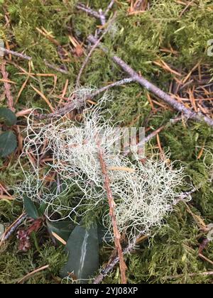 Witch's Hair Lichens (Alectoria Stock Photo - Alamy