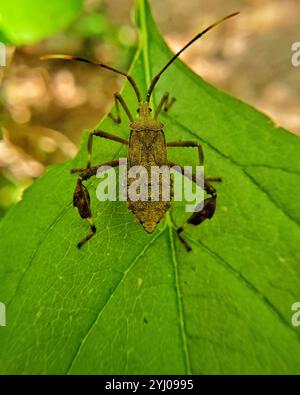 Spine-headed Bugs (Acanthocephala Stock Photo - Alamy