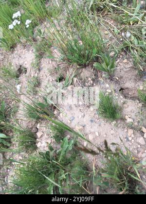 Pocket Gophers (Geomyidae Stock Photo - Alamy