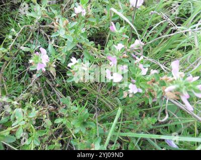 trailing restharrow (Ononis arvensis Stock Photo - Alamy