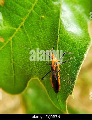 Red Bull Assassin Bug (Repipta taurus Stock Photo - Alamy