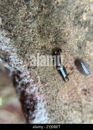 Ring-legged Earwig (Euborellia annulipes), Insecta, Santa Clara ...