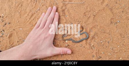 Central Whipsnake (Demansia cyanochasma Stock Photo - Alamy