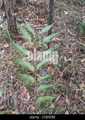 Fern Top (Jagera pseudorhus Stock Photo - Alamy