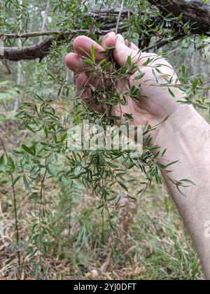 Paperbark Tea Tree (Gaudium trinervium Stock Photo - Alamy