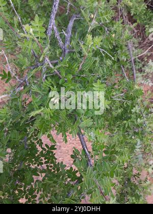 little leaf sumac (Rhus microphylla Stock Photo - Alamy