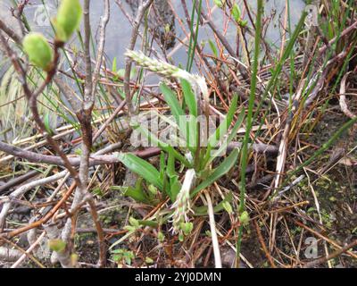 Alaska Plantain (Plantago macrocarpa Stock Photo - Alamy