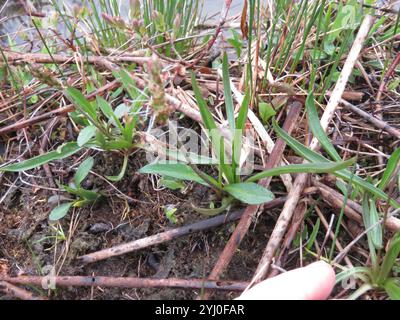 Alaska Plantain (Plantago macrocarpa Stock Photo - Alamy